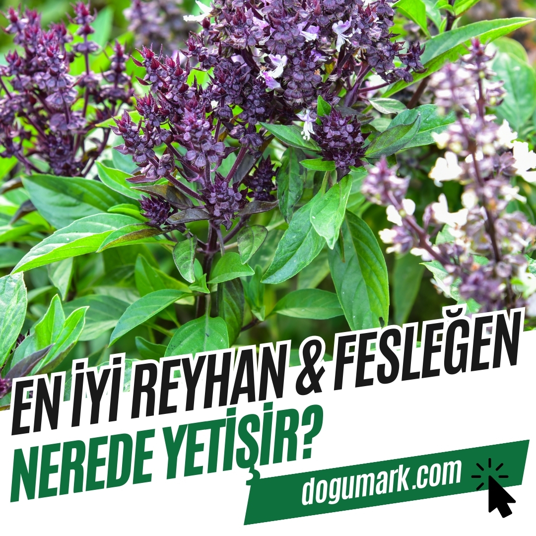 En İyi Reyhan Nerede Yetişir? - DoğuMark