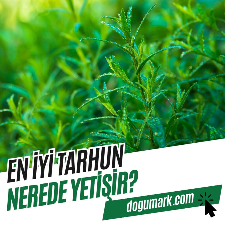 En İyi Tarhun Nerede Yetişir? - DoğuMark