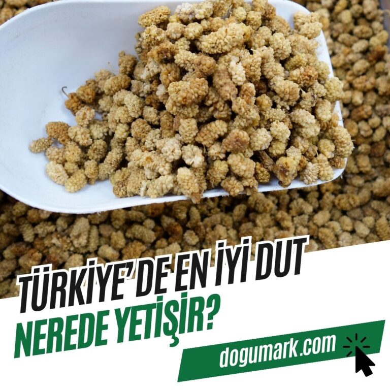 Türkiye'de En iyi Dut Nerede Yetişir? - DoğuMark
