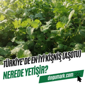 Türkiye'de En iyi Kişniş (Aşotu) Nerede Yetişir? - DoğuMark