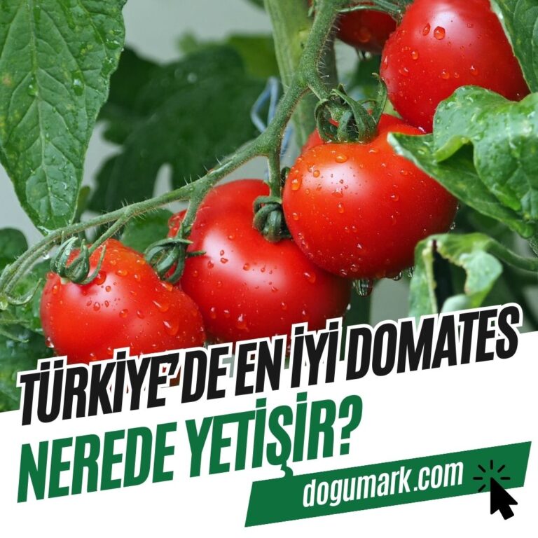Türkiye'de En iyi Domates Nerede Yetişir? - DoğuMark