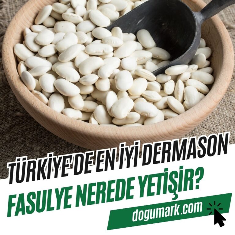 Türkiye'de En iyi Dermason Fasulye Nerede Yetişir? - DoğuMark